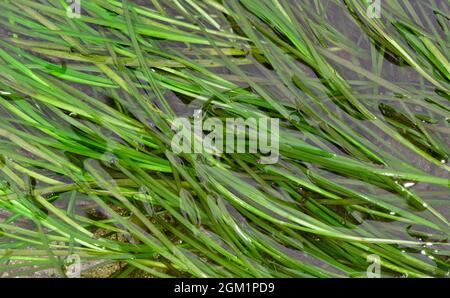 Dwarf Eel-grass - Zostera noltei Stock Photo - Alamy