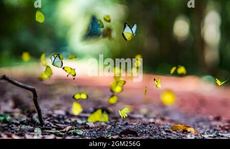 Ma Da forest in Dong Nai province southern Vietnam Stock Photo - Alamy