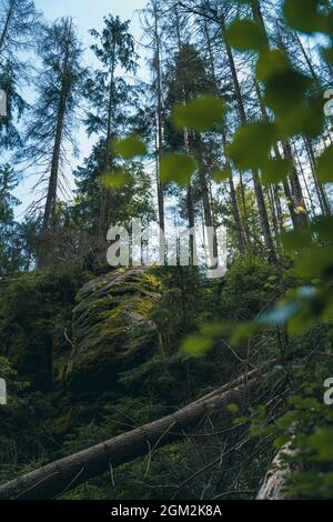 A beautiful green forest, in a vertical shot Stock Photo - Alamy