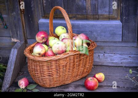 A wicker basket with rosy apples on a wooden porch surrounded by ...