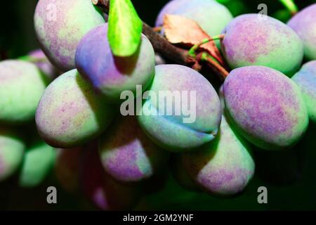 Fresh moyer purple plum isolated on a white background Stock Photo - Alamy