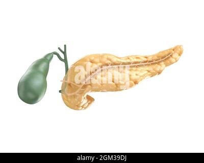 Anatomically accurate illustration of human pancreas isolated on white ...