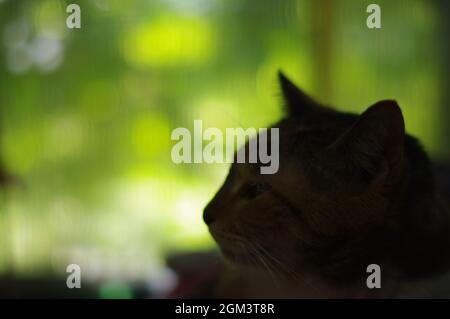 Female cat pondering the meaning of her life and her children Stock ...