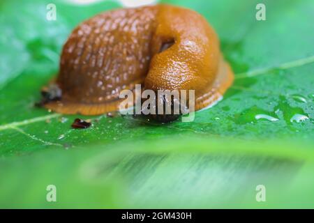 Makro closeup of one slimy wet snail (arion rufus) on green leaf with ...