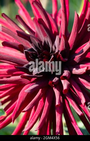 beautiful red blooming cactus in detail Stock Photo - Alamy