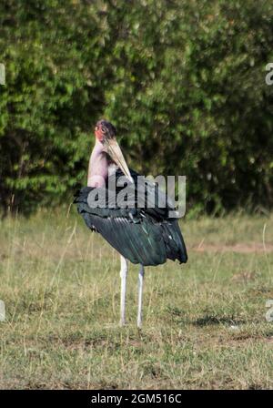 Marabou Stork in Kenya Africa Stock Photo - Alamy