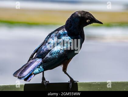 Superb Starling in Kenya Africa Stock Photo - Alamy
