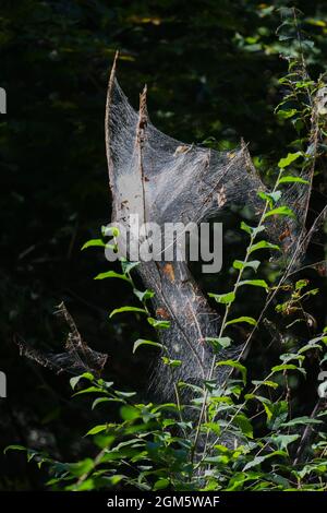 Fall webworm caterpillar Hyphantria cunea in Pecan tree Carya ...