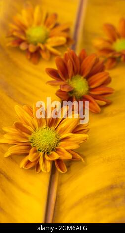 orange chrysanthemum flowers pattern Stock Photo - Alamy