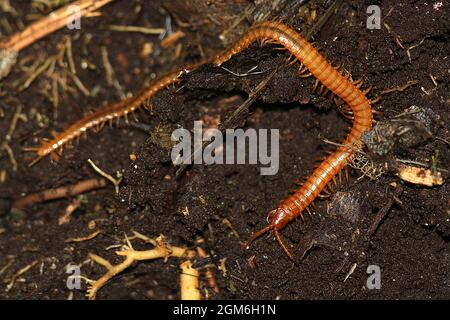 Soil centipede (Geophilomorpha Stock Photo - Alamy