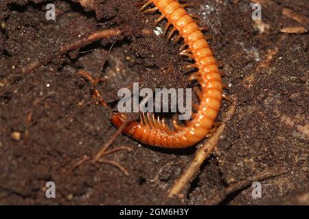 Soil centipede (Geophilomorpha Stock Photo - Alamy