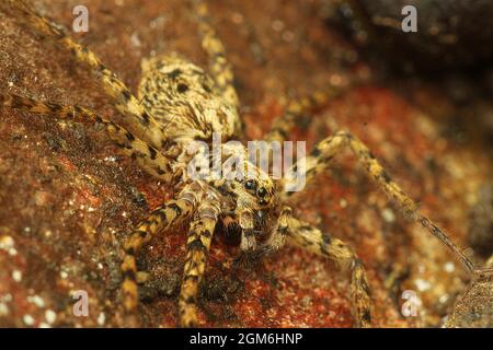 Scuttling wood spider (Cycloctenus sp Stock Photo - Alamy