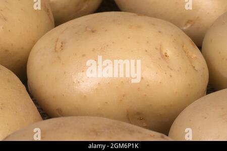 POTATOES 'COLIBAN' SOLANUM TUBEROSUM. SOLANACEAE Stock Photo - Alamy