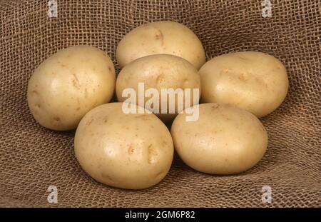 POTATOES 'COLIBAN' SOLANUM TUBEROSUM. SOLANACEAE Stock Photo - Alamy