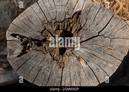 wood texture barn, stump surface cutaway background Stock Photo - Alamy