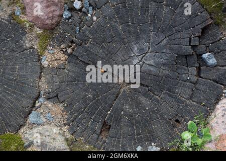 wood texture barn, stump surface cutaway background Stock Photo - Alamy