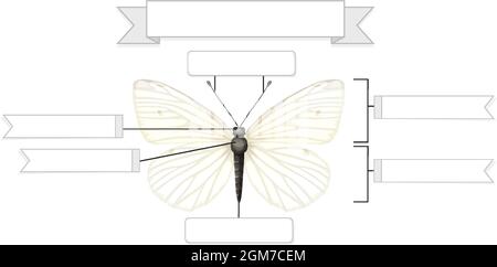External Anatomy of a butterfly worksheet illustration Stock Vector ...