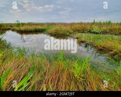 Swamp area in the field against a cloudy sky Stock Photo - Alamy