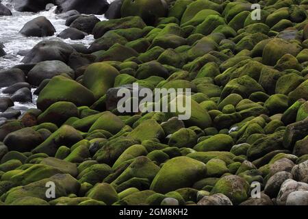 Bay of stones by the color green, Terceira Island, Azores Stock Photo ...