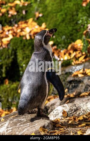 The Humboldt Penguin, Spheniscus humboldti also termed Peruvian penguin ...