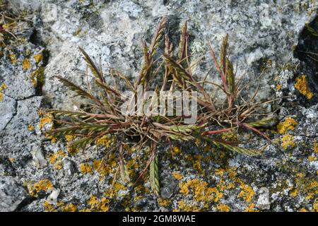 Sea Fern-grass (Catapodium marinum) Plantae Stock Photo - Alamy