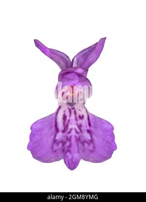 Irish Marsh Orchid, Dactylorhiza kerryensis, Co.Kerry, Ireland Stock ...