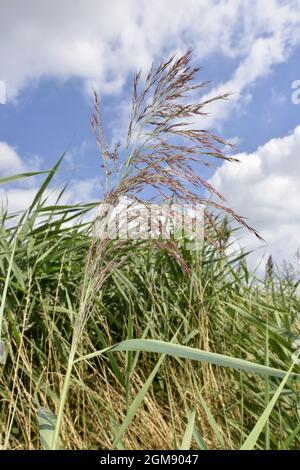 common reed Phragmites communis Stock Photo - Alamy