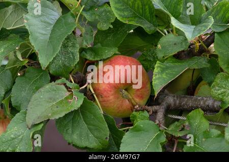 Apple / Saturn Stock Photo - Alamy