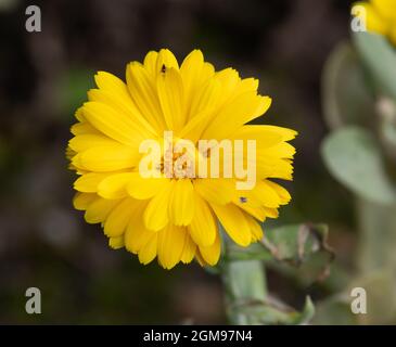 Calendula officinalis Bon Bon Yellow Stock Photo - Alamy