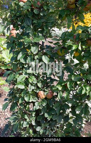 Apple Captain Kidd Stock Photo - Alamy