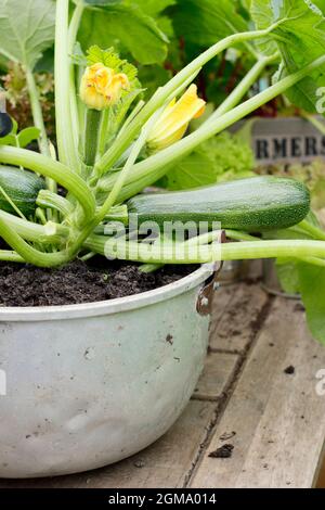 Courgette plant growing in a container. Pot grown Cucurbita pepo ...