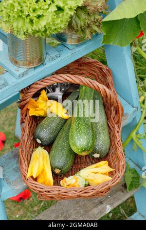 Cucurbita pepo 'Defender'. Frehsly picked homegrown courgettes in a ...
