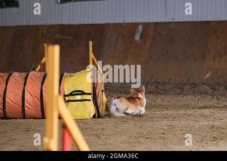 Agility competitions. Dog Welsh corgi Pembroke red color quickly runs ...