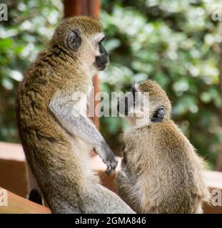 Vervet in Kenya Africa Stock Photo - Alamy