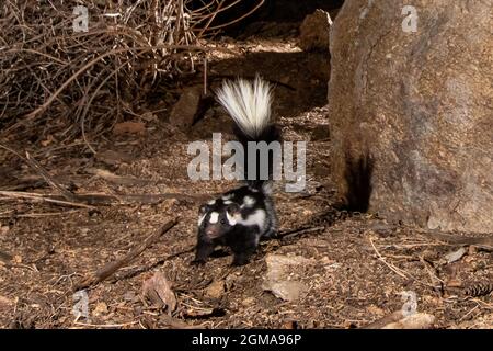 Western Spotted Skunk Handstand Stock Photo - Alamy
