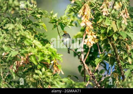 Bell's Vireo in tree branches Stock Photo - Alamy