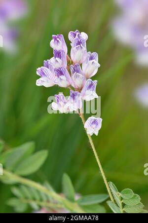 Wood Bitter-vetch, Vicia orobus - rare plant of western Britain Stock ...