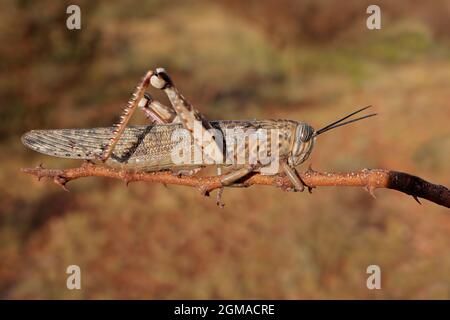 A brown locusts (Locustana pardalina) sitting on a branch, South Africa ...