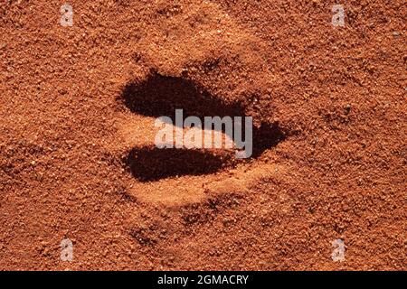 Hoof imprint of an African antelope in soft sand Stock Photo - Alamy