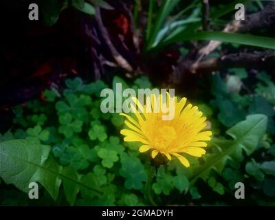 Yellow dandelion in the fields Stock Photo - Alamy
