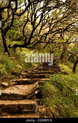 Stone stairs alley with green forest at Seogwipo Lee Jung Seop Street ...