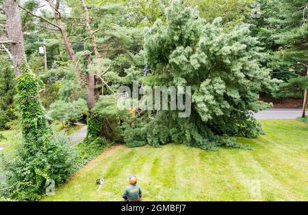 New England Tree Masters cutting down trees at customers property Stock ...