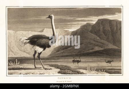 Ostrich, Struthio camelus, standing in a desert landscape, Africa ...