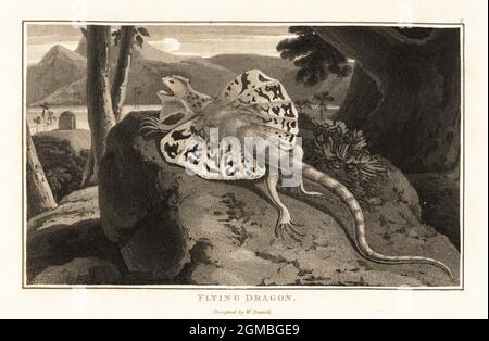 Flying dragon, Draco volans, basking on a rock. Aquatint drawn and ...