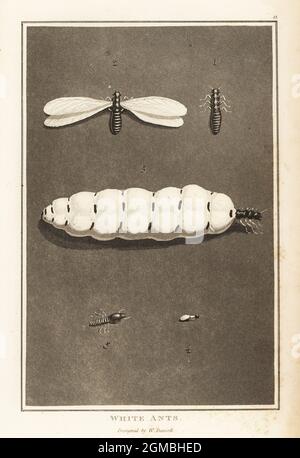 Termites, Macrotermes bellicosus. King 1, male 2, pregnant queen 3 ...