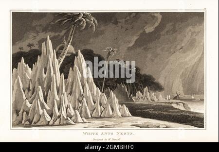 Termite nests on the coast of Africa. Palm trees and temple in the ...