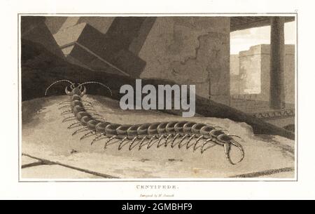 Tanzanian blue ringleg or red-headed centipede, Scolopendra morsitans ...