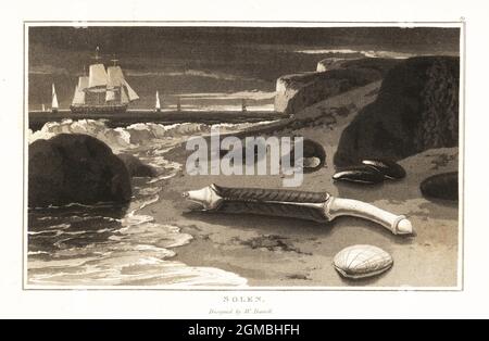 Pod razor shell, Ensis siliqua, on a beach. Tall ships and sail boats ...