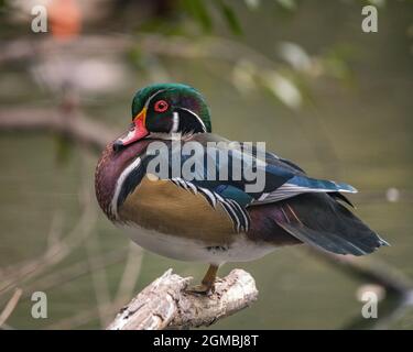 Duck swims in the pond. Portrait of a female of duck on the water ...