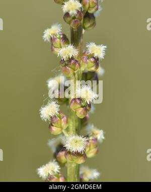 Sea Arrowgrass - Triglochin maritima Stock Photo - Alamy